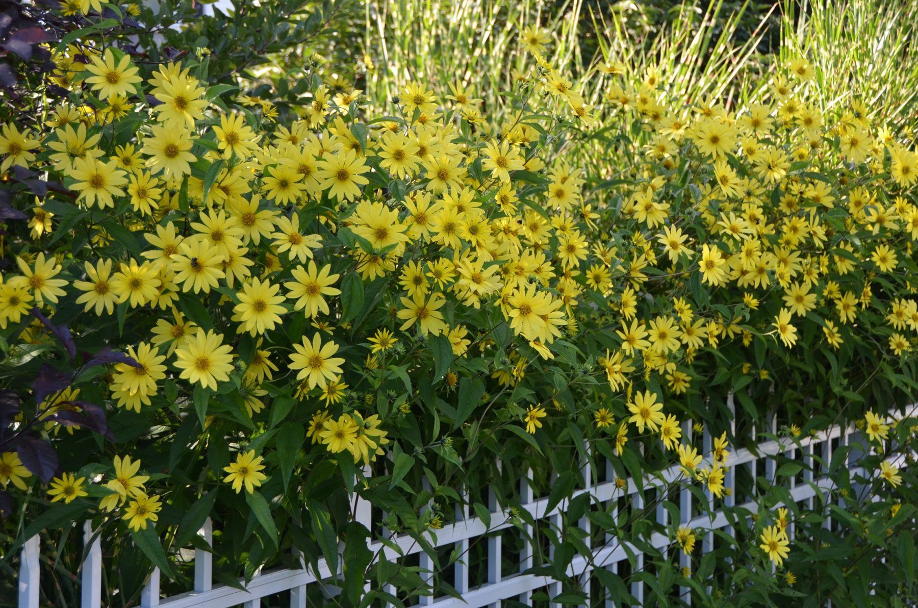Helianthus 'Lemon Queen' - Roots Backyard Nursery