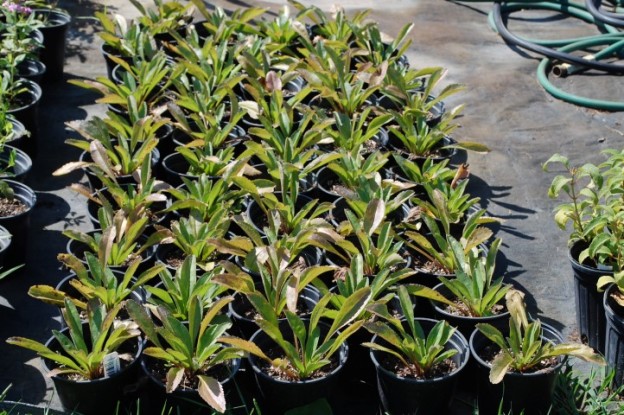 shasta-daisy - Roots Backyard Nursery