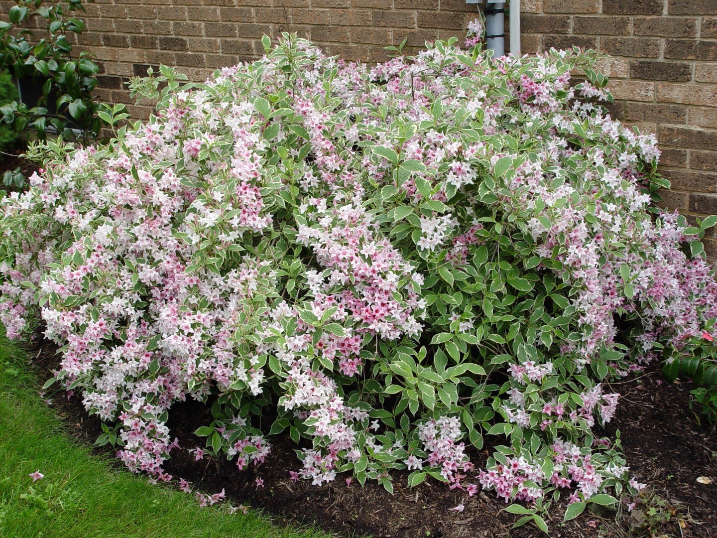 Dwarf Variegated Weigela - Roots Backyard Nursery